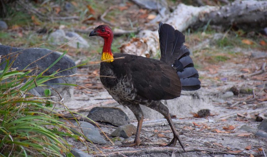 Australian Bush Turkey – Andy's World Journeys