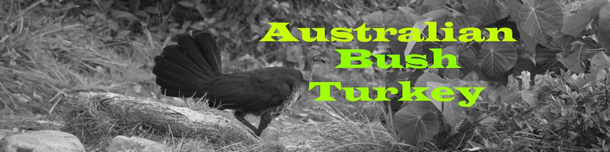 Australian Bush Turkey – Andy's World Journeys