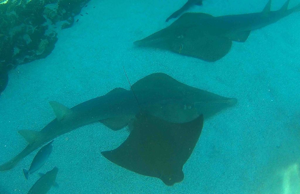 Tropical Reef Snorkelling at Sea World – Andy's World Journeys