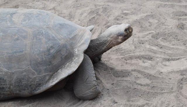 Galapagos in Pictures – Part One – Andy Roams