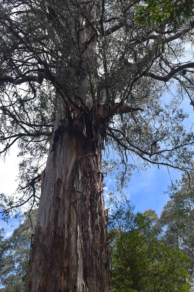 Lost in Gippsland – the Search for the Ada Tree – Andy's World Journeys